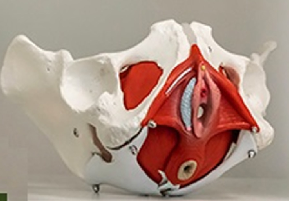 Prolasso degli organi pelvici: sintomi, diagnosi, esami e cura efficace ...